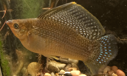 Poecilia velifera - Alchetron, The Free Social Encyclopedia