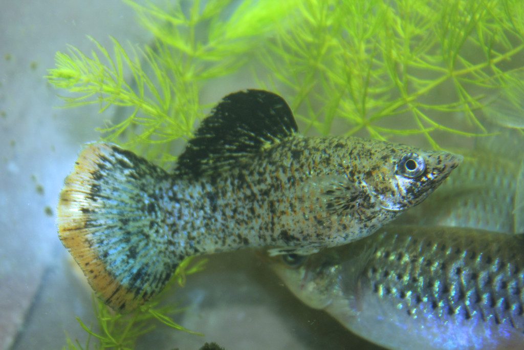 Giant Marble Liberty Mollies - Goliad Farms