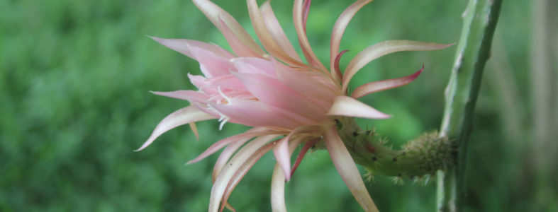 Climbing Cactus - Goliad Farms