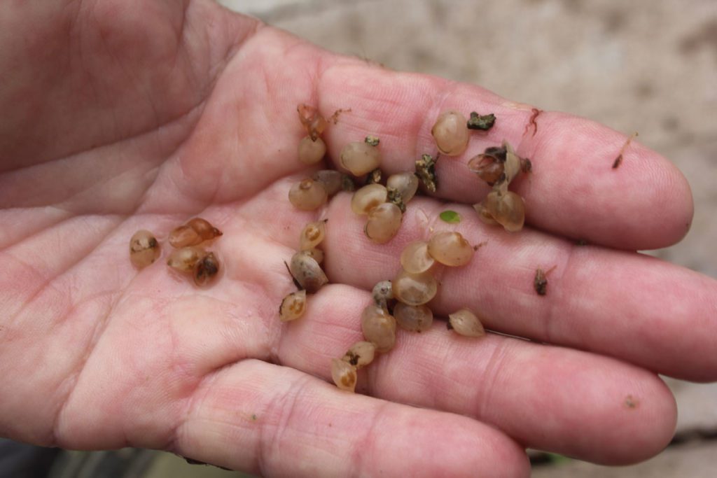 Fingernail Clams, Sphaerium corneum - Goliad Farms