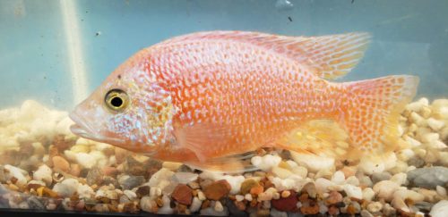 Developing and Setting a New Fish Strain - Goliad Farms